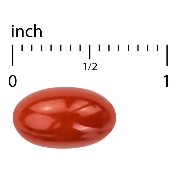 BosMed® Intestinal Bowel Support | Terry Naturally by