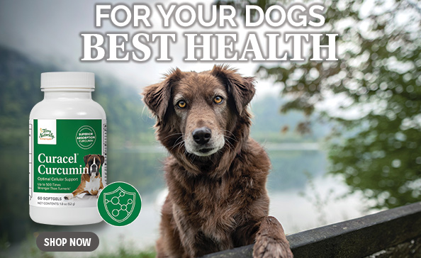 Holistic care for your treasured companion