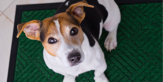 Canine Bladder Detective–Choose Wisely!